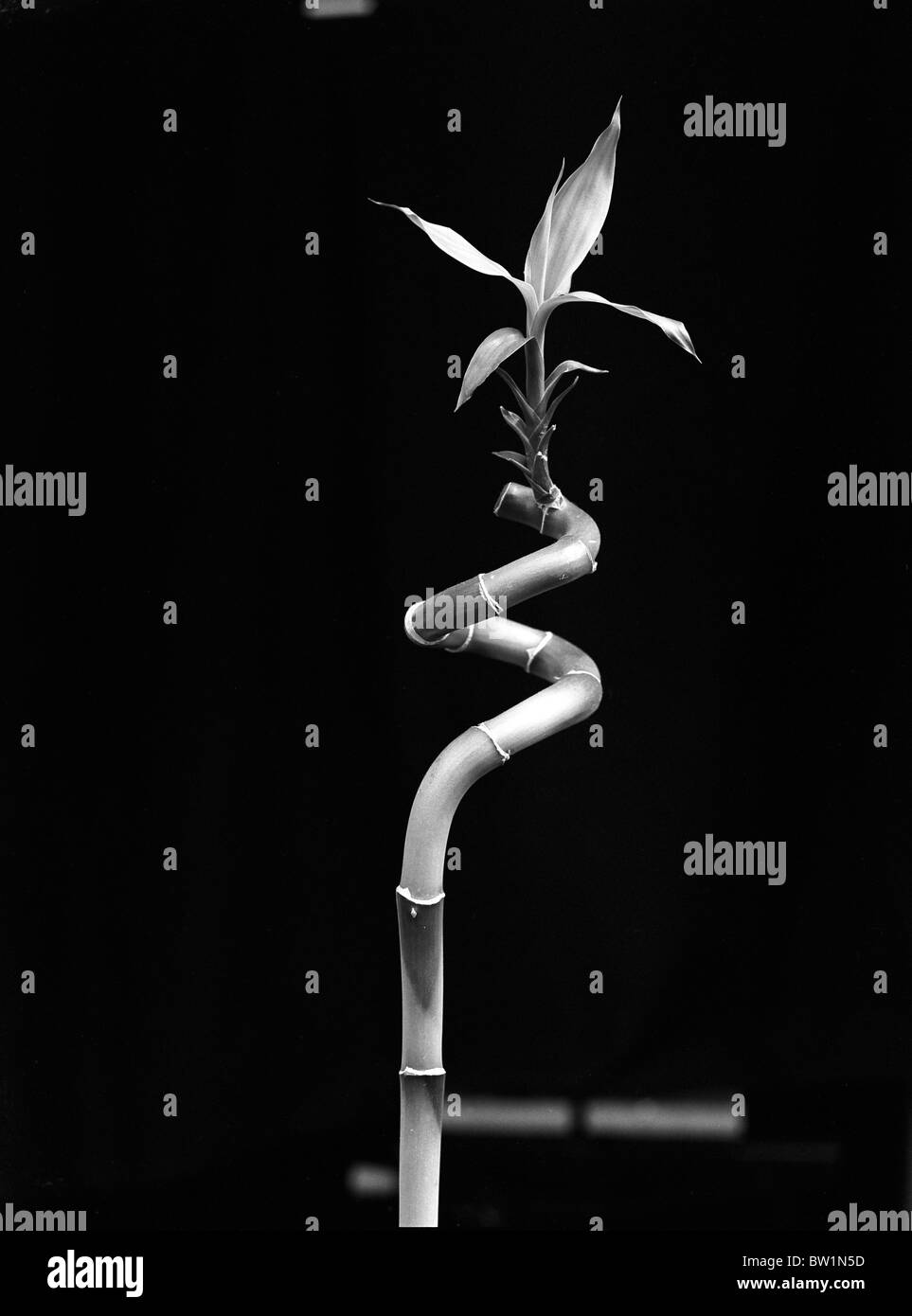 Bamboo plant in b&w Stock Photo - Alamy