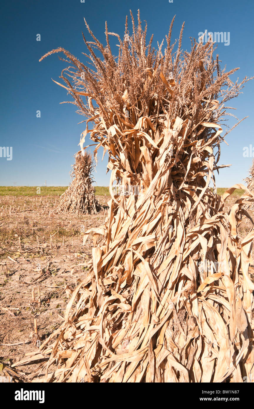 Corn shocks used to dry corn/maize after harvest, Amish farm, near ...