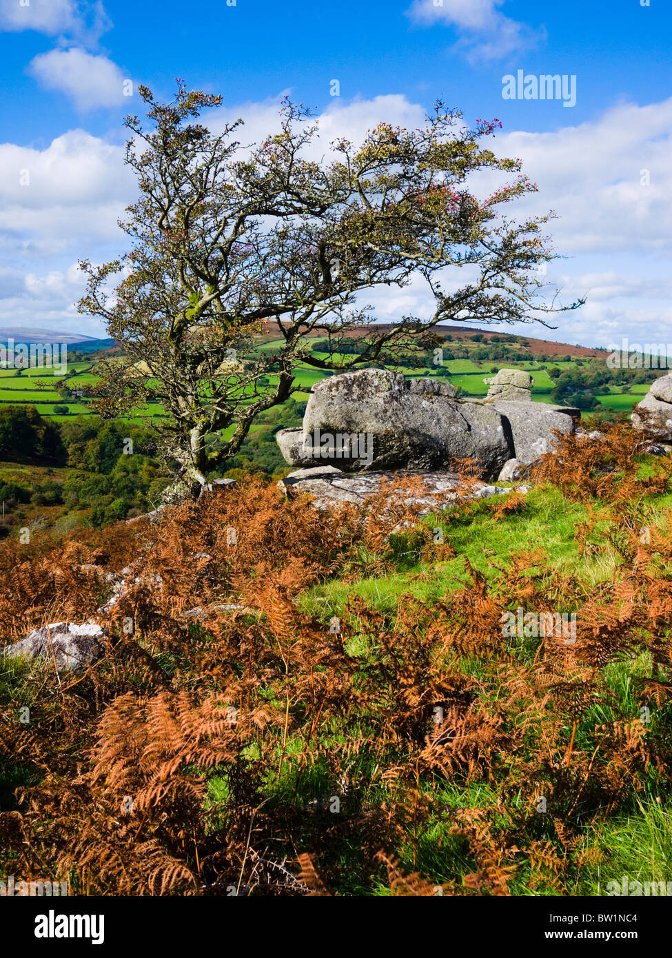 British hawthorn hi-res stock photography and images - Alamy