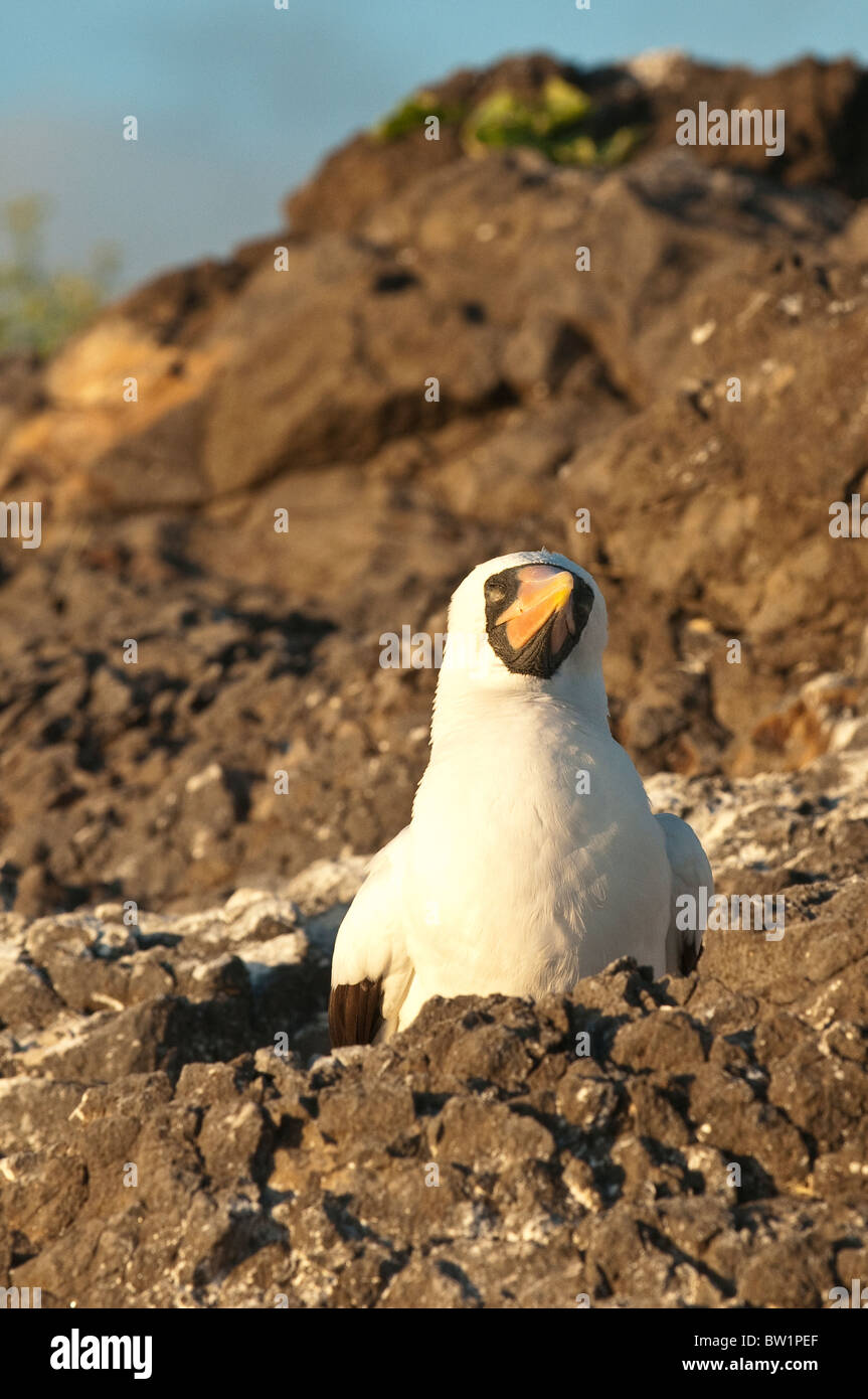 Galapagos Islands, Ecuador. Nazca Booby (Sula granti), Suárez Point ...