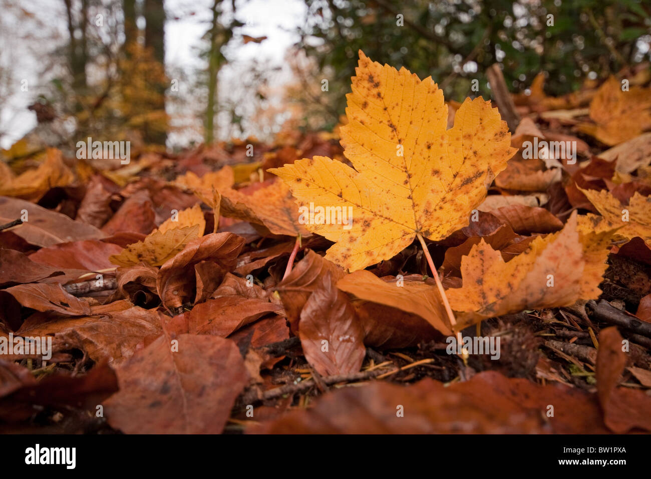 Autumn at Longleat Stock Photo - Alamy