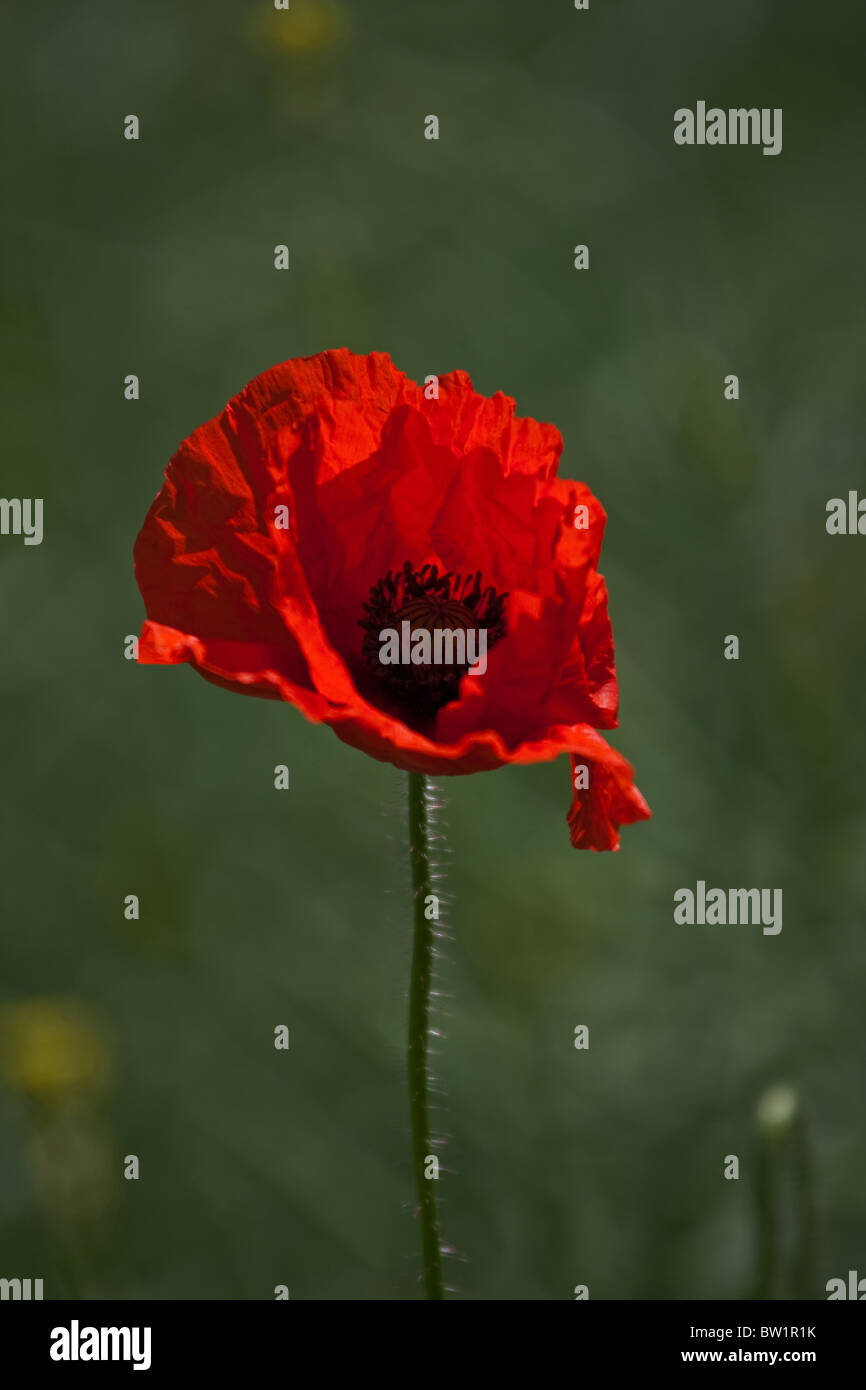 Poppy field at Coberley Stock Photo - Alamy