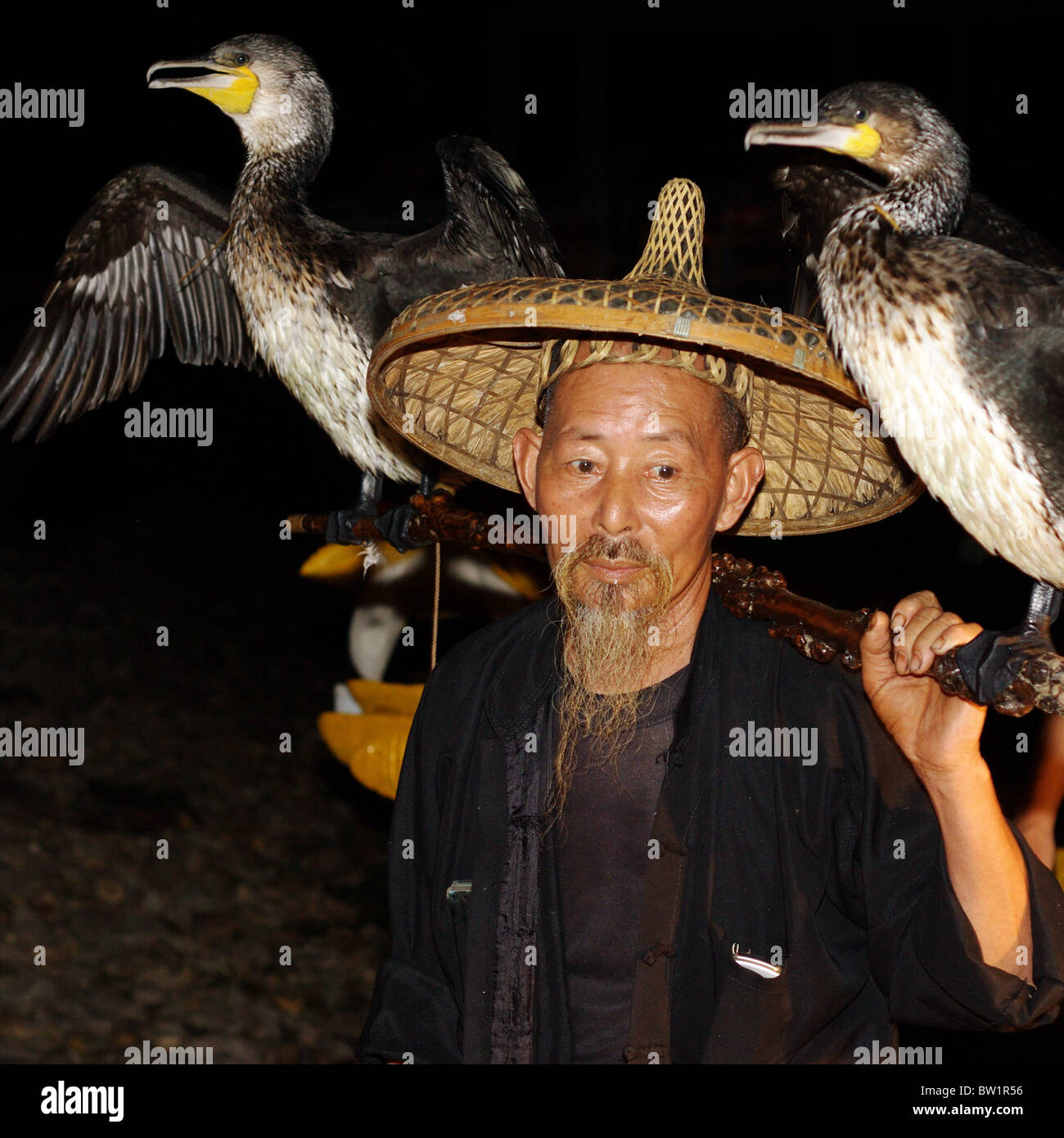 Cormorants Fishing High Resolution Stock Photography and Images - Alamy