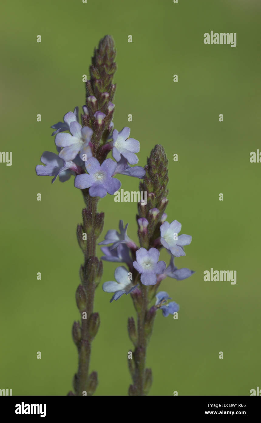 Common Vervain or Common Verbena (Verbena officinalis Stock Photo - Alamy
