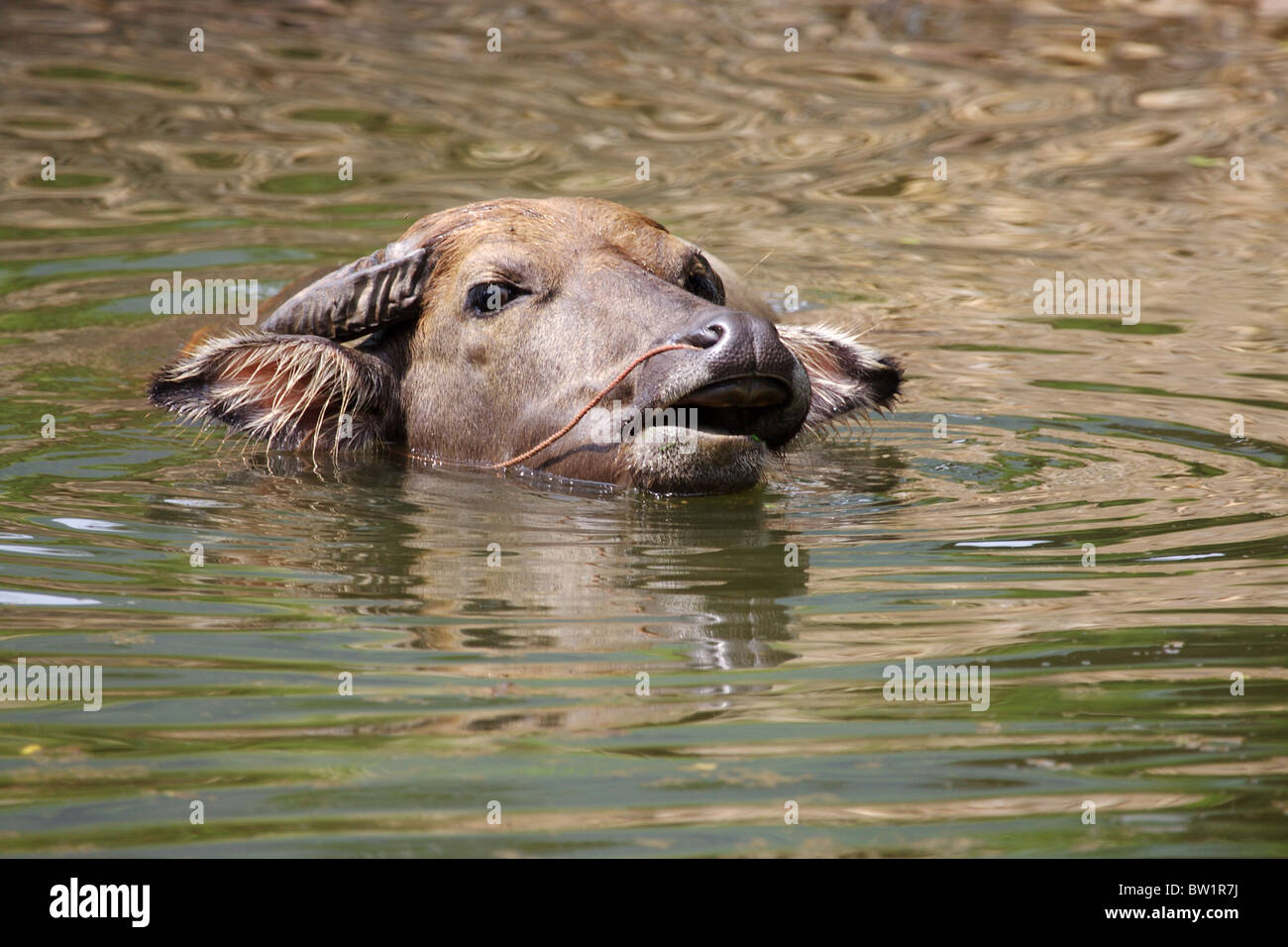 Bull swimming hi-res stock photography and images - Alamy