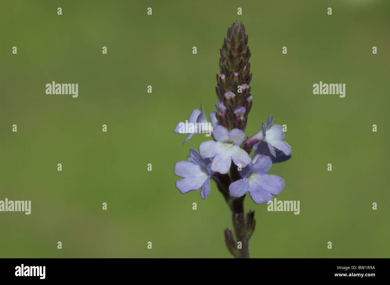 Common Vervain or Common Verbena (Verbena officinalis Stock Photo - Alamy