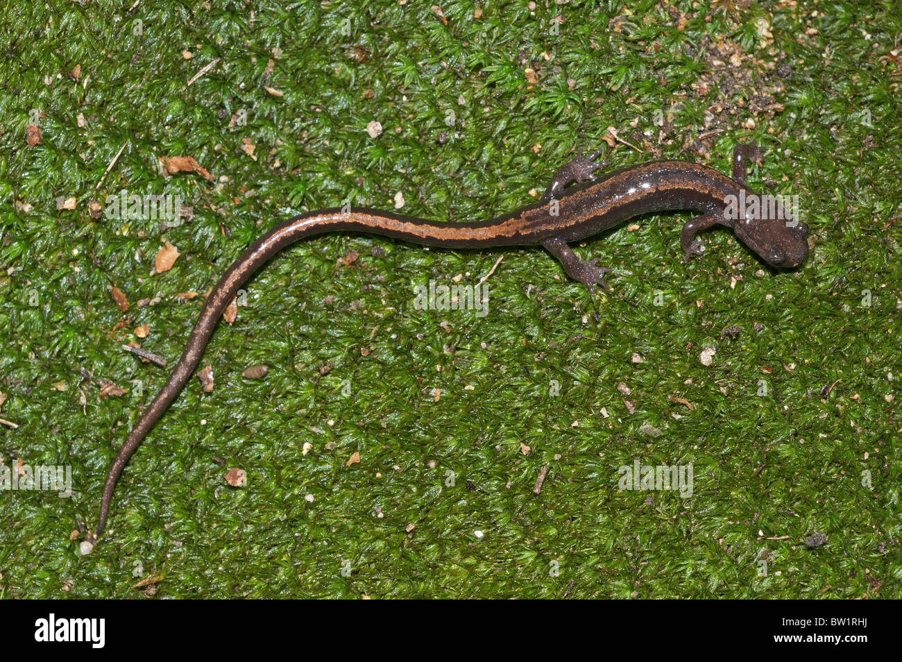 Gold-striped salamander (Chioglossa lusitanica Stock Photo - Alamy