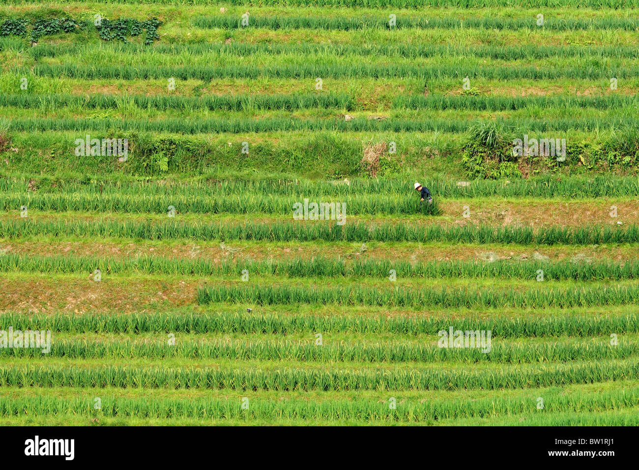China - Dragon's Backbone Rice Terraces Stock Photo - Alamy
