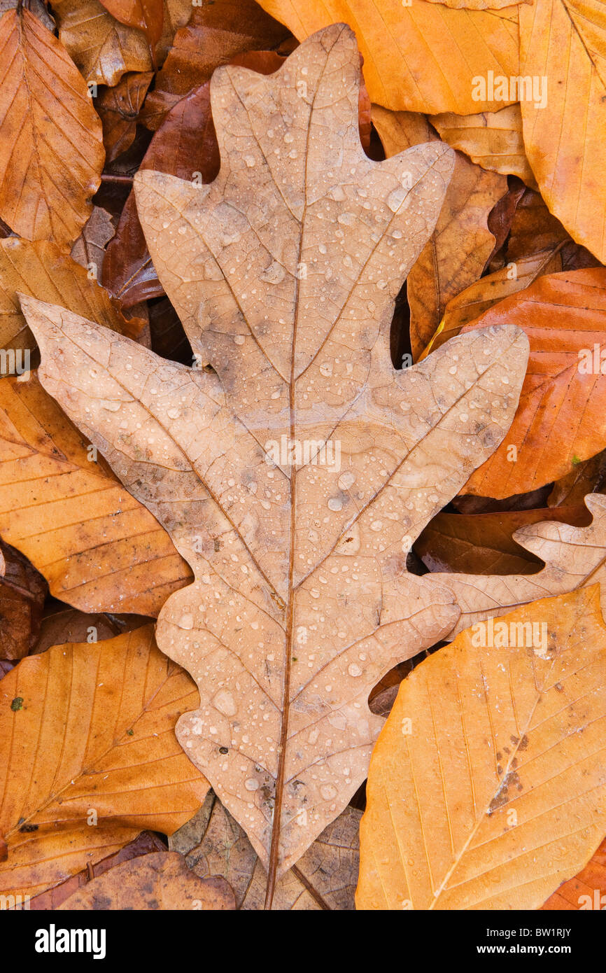 Dewdrops on fallen Oak leaf, Seattle Arboretum, Washington Park, Seattle, WA Stock Photo - Alamy