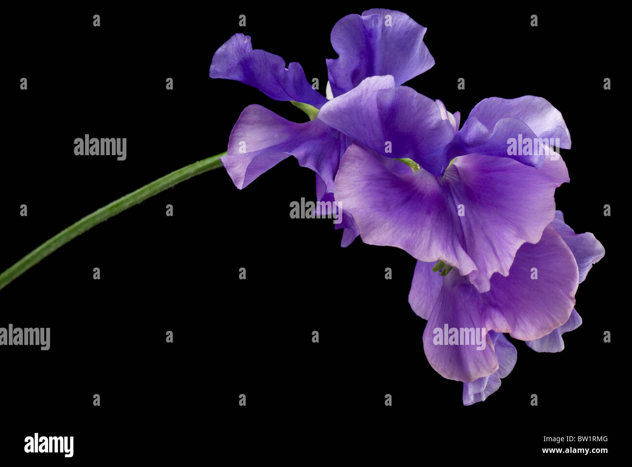 Frilly sweet pea hi-res stock photography and images - Alamy