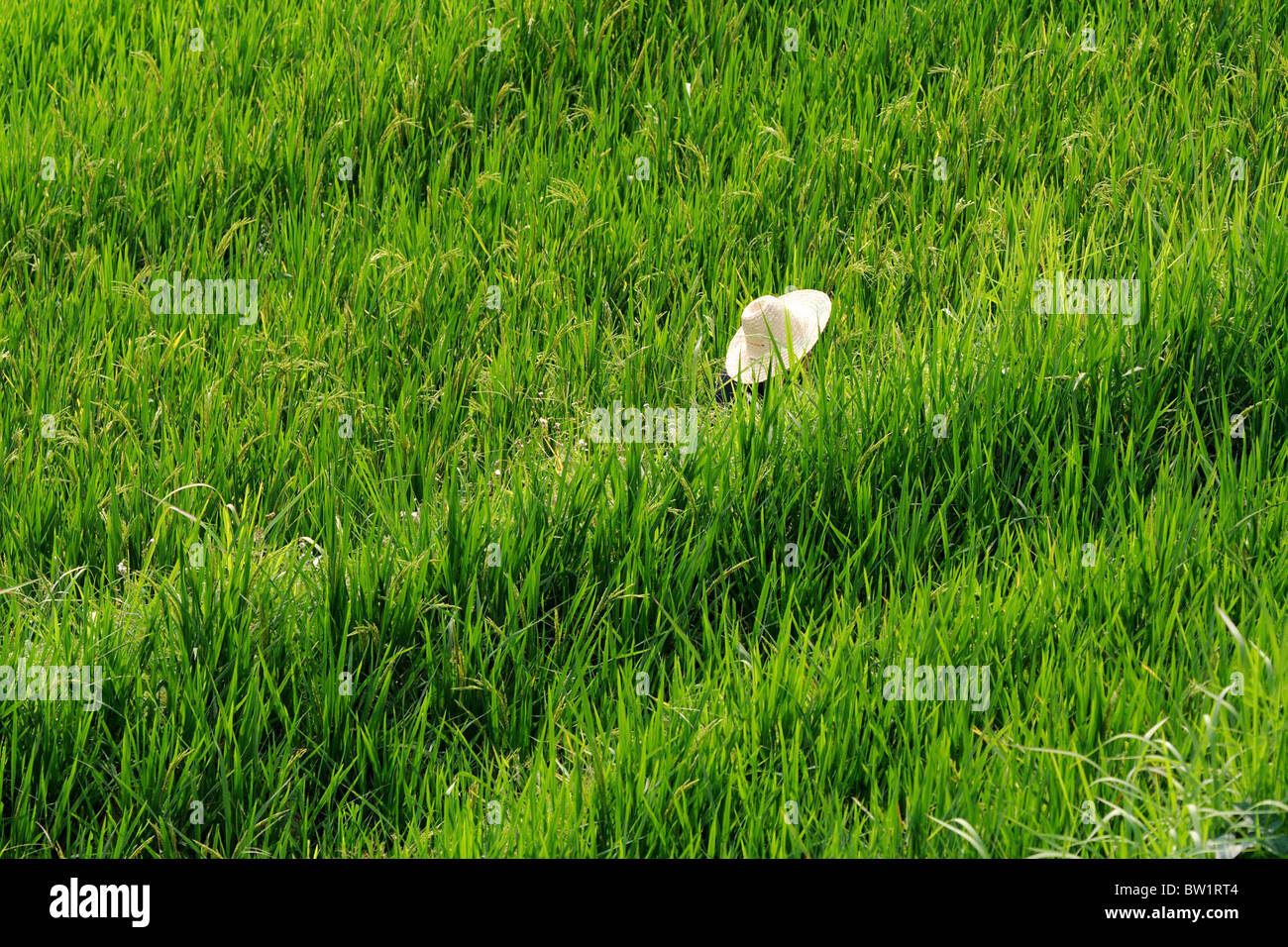 China - Dragon's Backbone Rice Terraces Stock Photo - Alamy