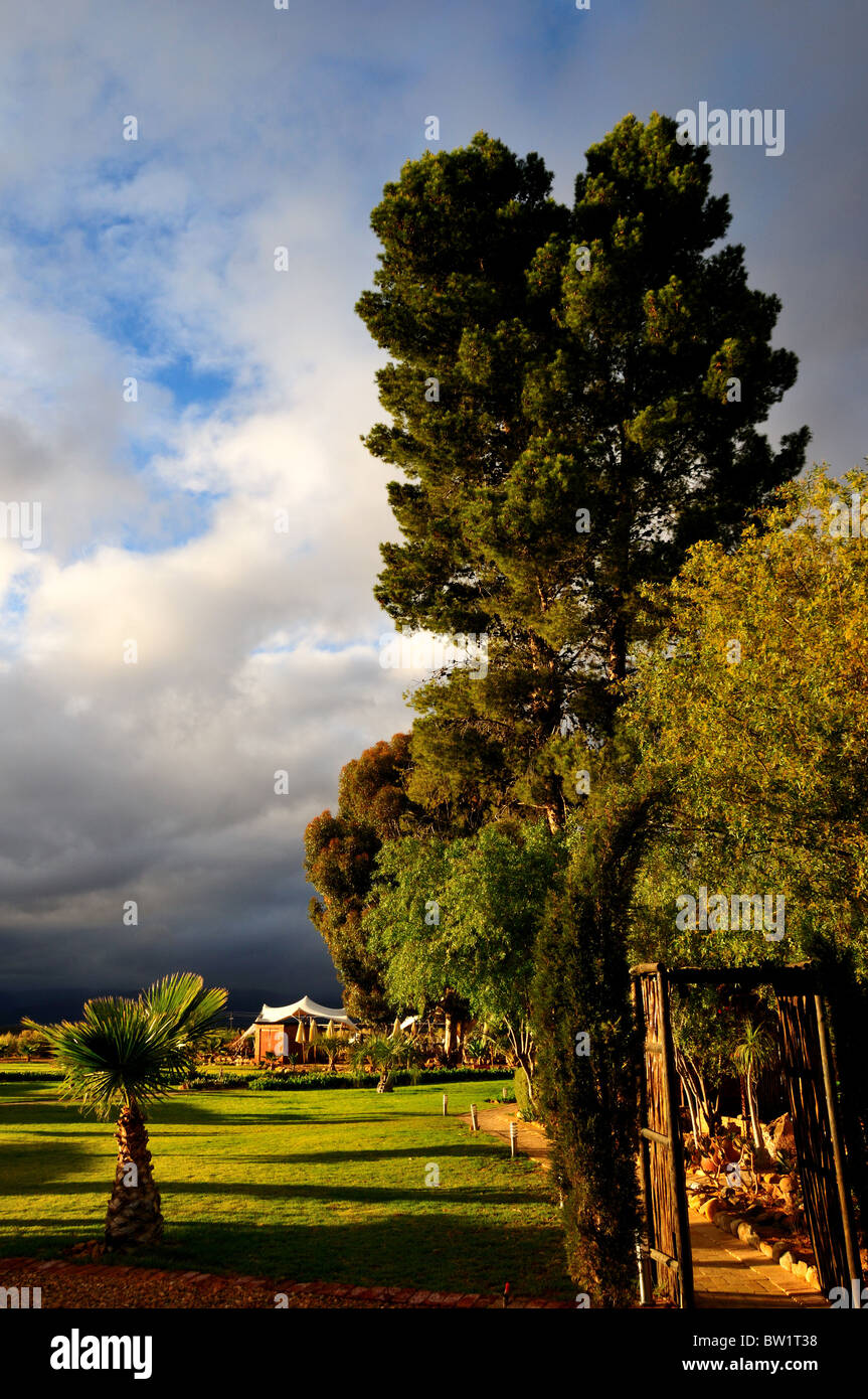 South african trees hi-res stock photography and images - Alamy