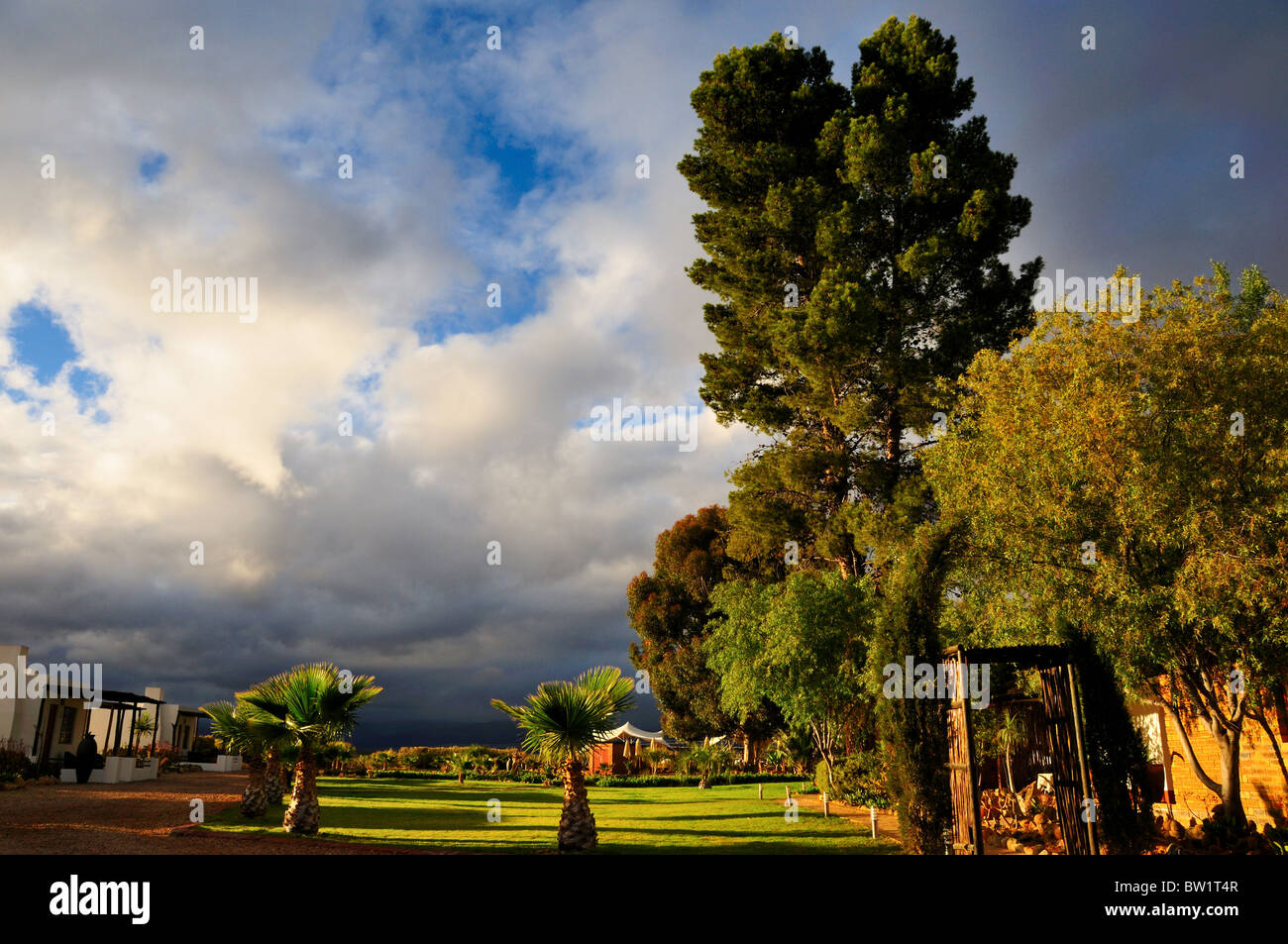 Trees under stormy sky. South Africa Stock Photo - Alamy