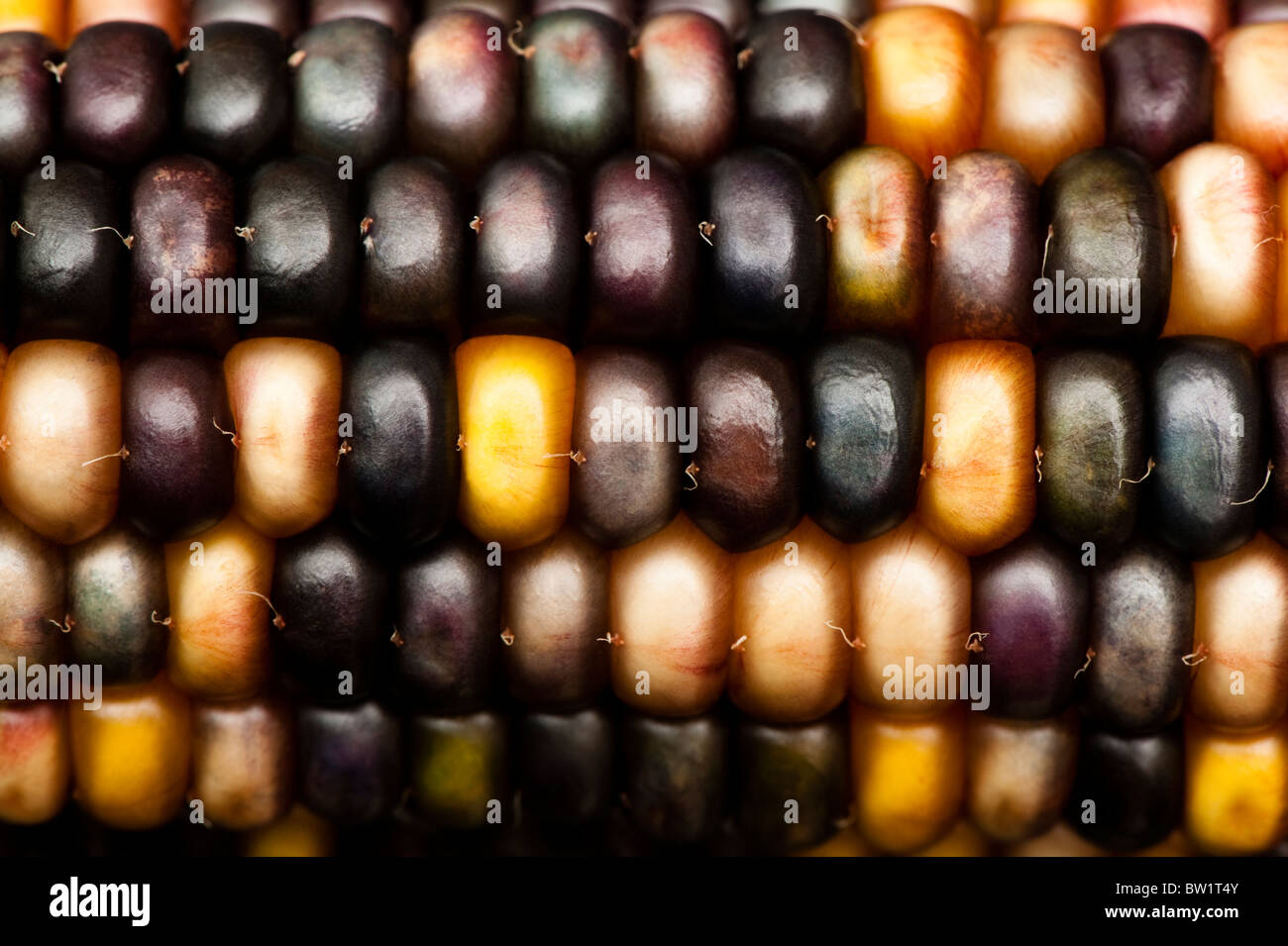 Indian sweet corn hi-res stock photography and images - Alamy