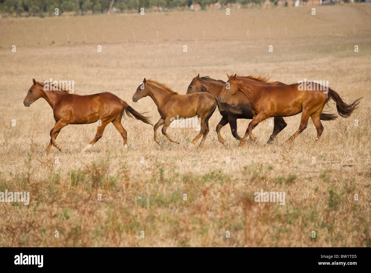 quarter horses animal ranch cow-boy farm breed run Stock Photo - Alamy