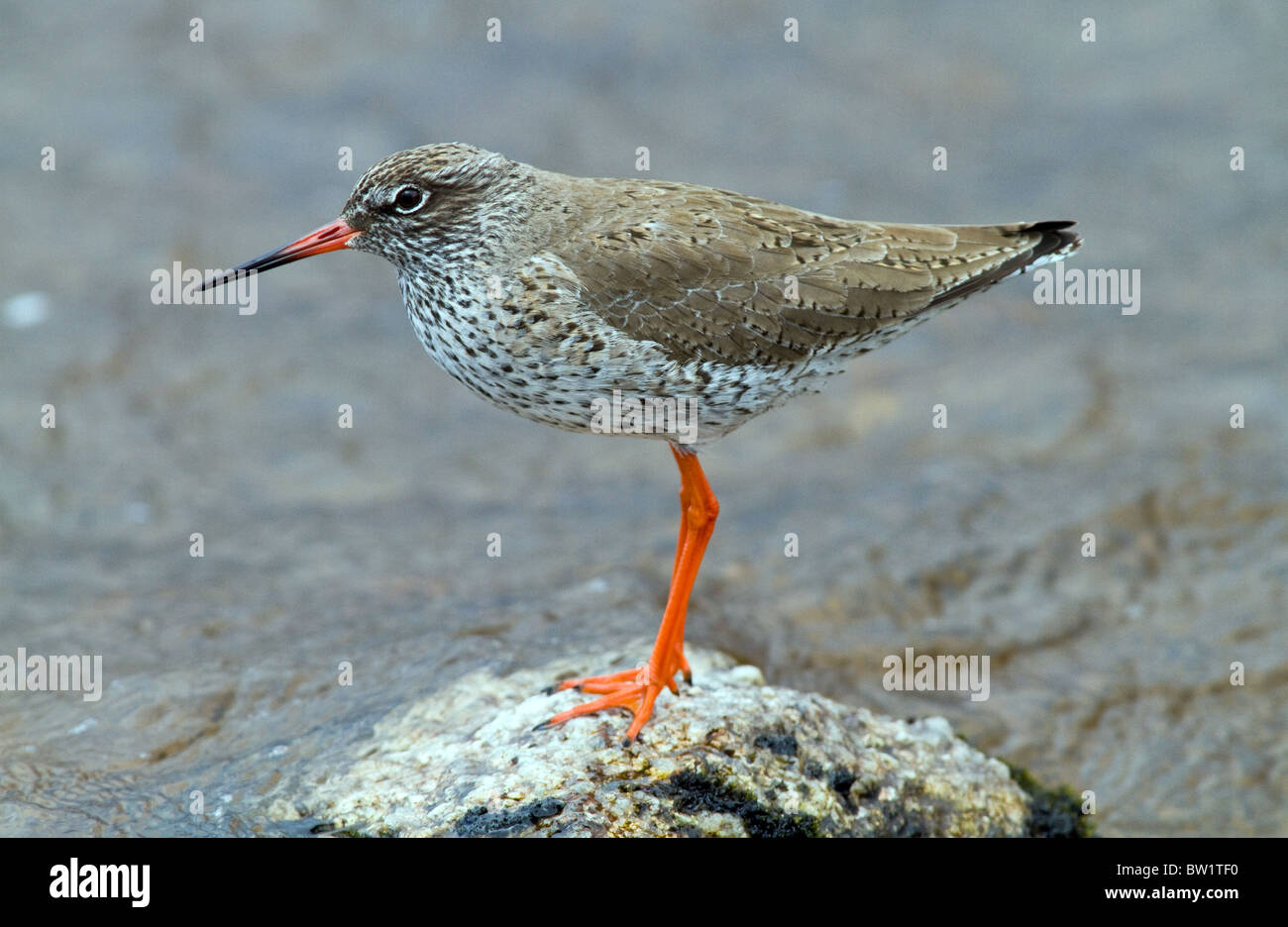 Redshank scotland hi-res stock photography and images - Alamy