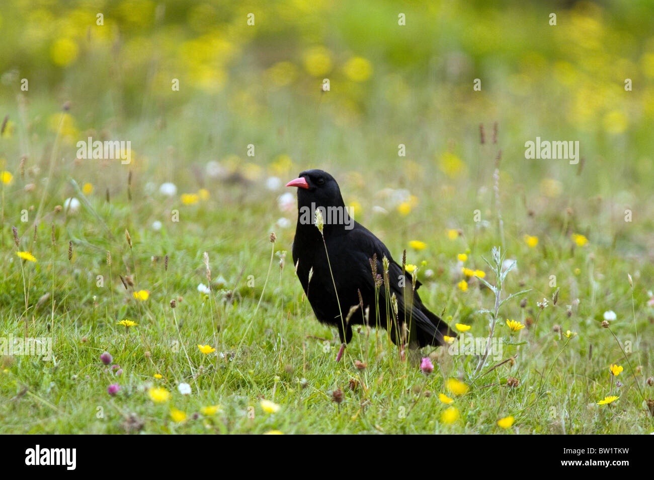 red billed chough feeding in coastal grassland Stock Photo - Alamy