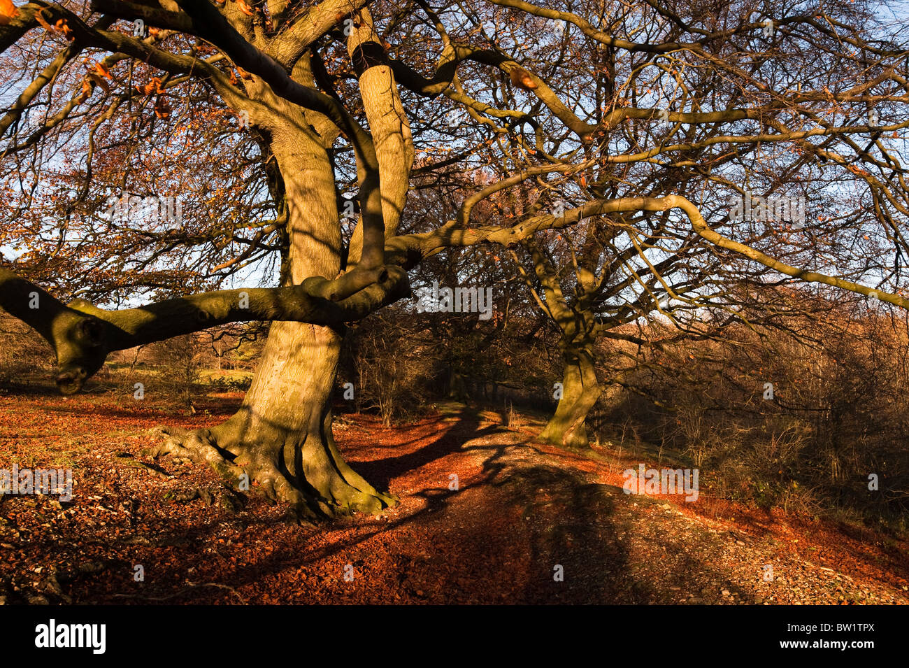 Bare Common Beech Trees, Fagus sylvatica, in the Autumn in ...