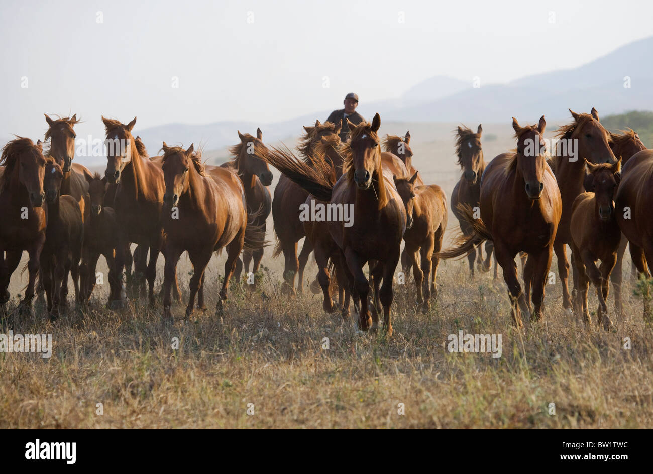American quarter horses hi-res stock photography and images - Alamy