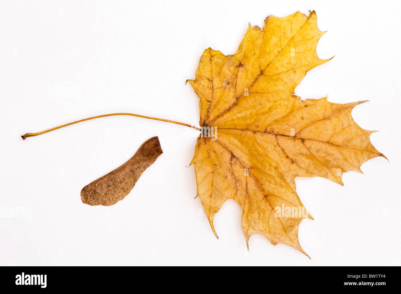 Fallen autumn leaf and samara of a Maple tree against a white ...