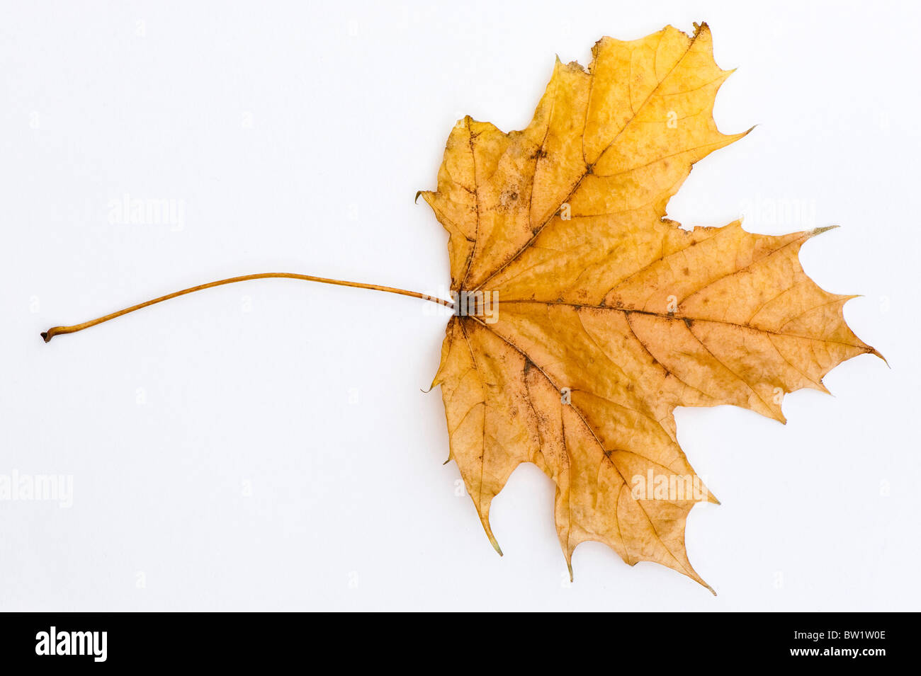 English maple tree cut out hi-res stock photography and images - Alamy