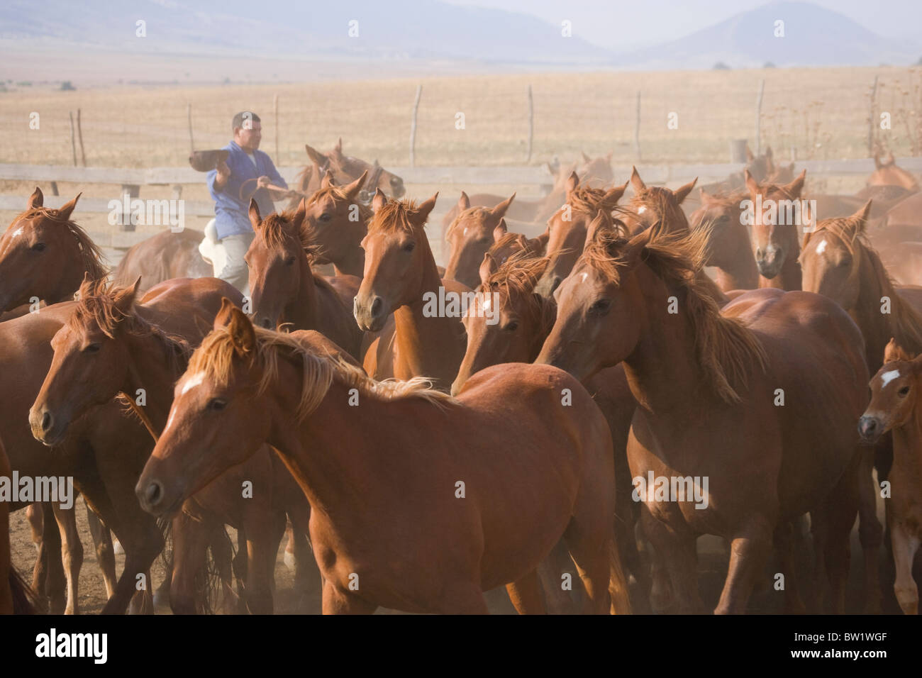 quarter horses animal ranch cow-boy farm breed run Stock Photo - Alamy
