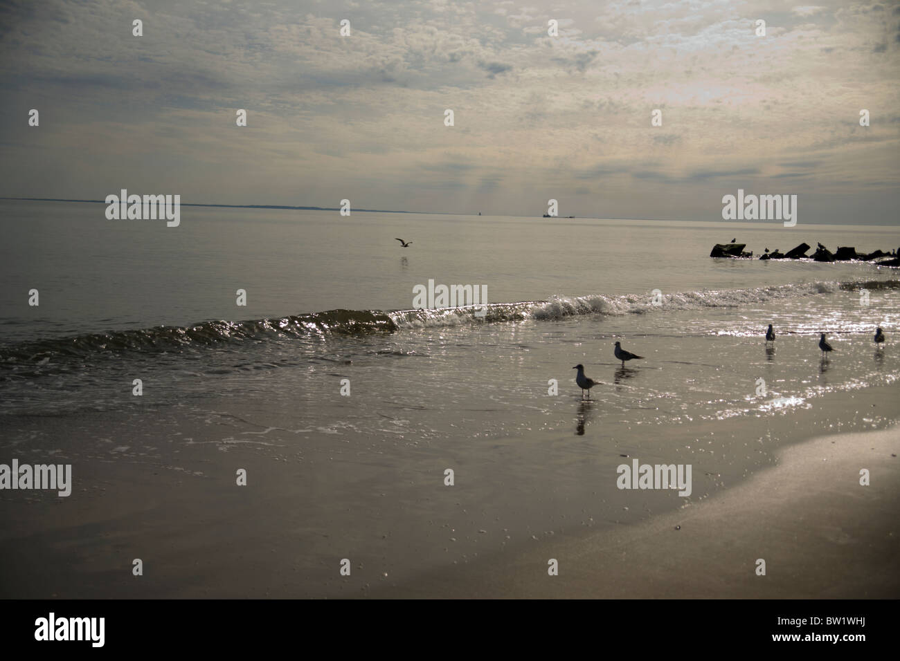 Birds at the beach Stock Photo - Alamy