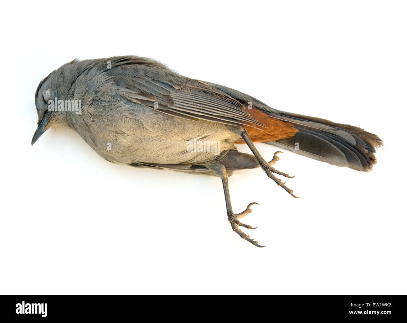Dead Gray Catbird (Dumetella carolinensis) isolated on white background ...