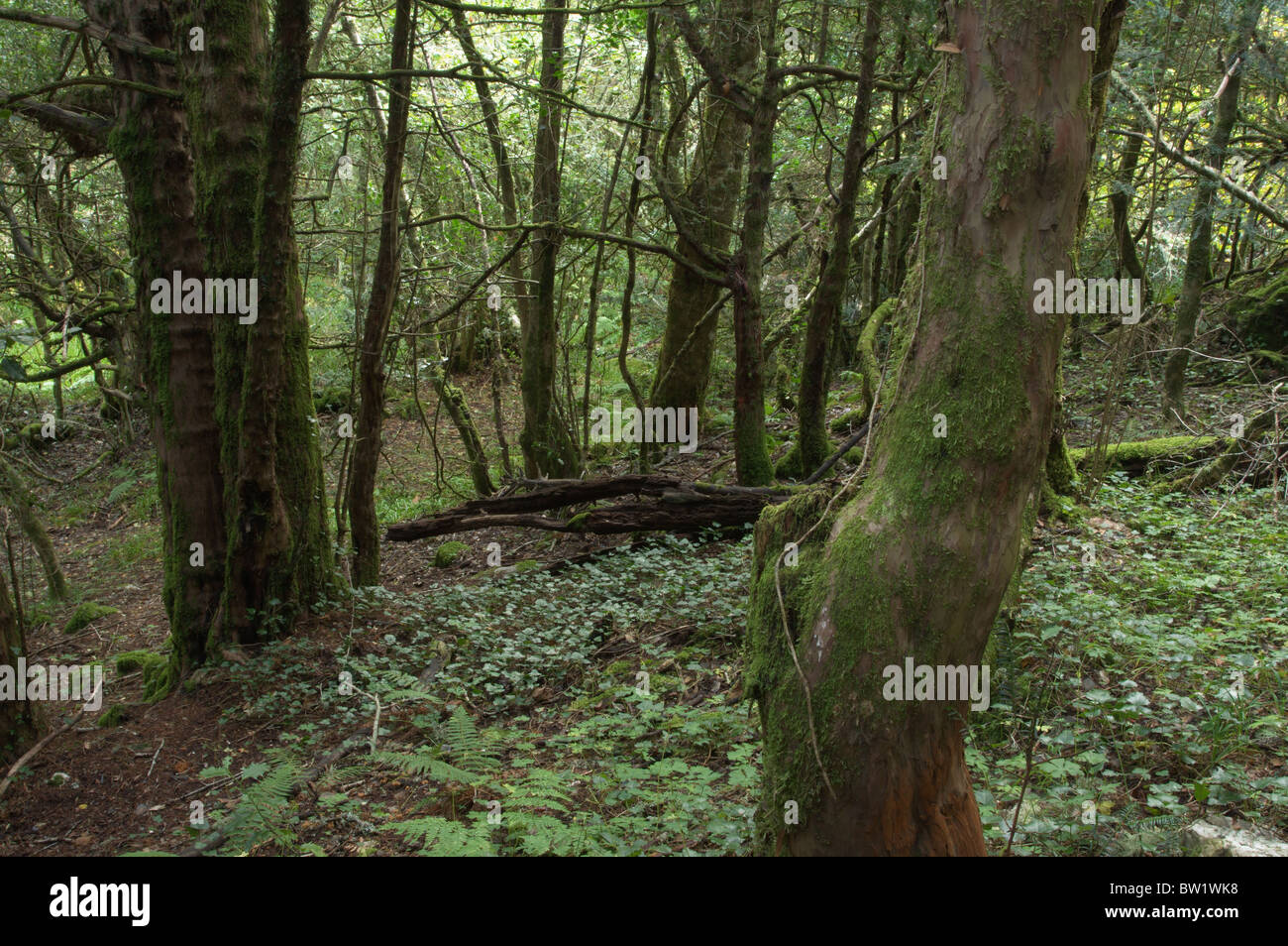 Yew forest (Taxus baccata Stock Photo - Alamy