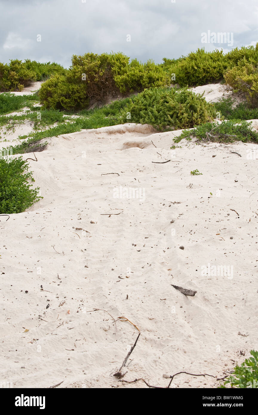 Sea turtle tracks on beach sand at Cormorant Point, Isla Santa Maria or ...