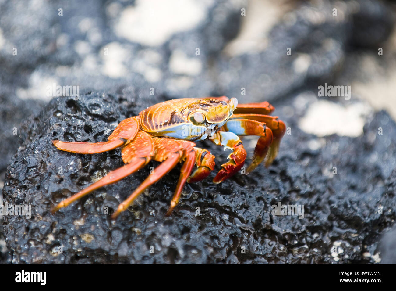 Sally lightfoot crab (Grapsus grapsus), Cormorant Point, Isla Santa ...