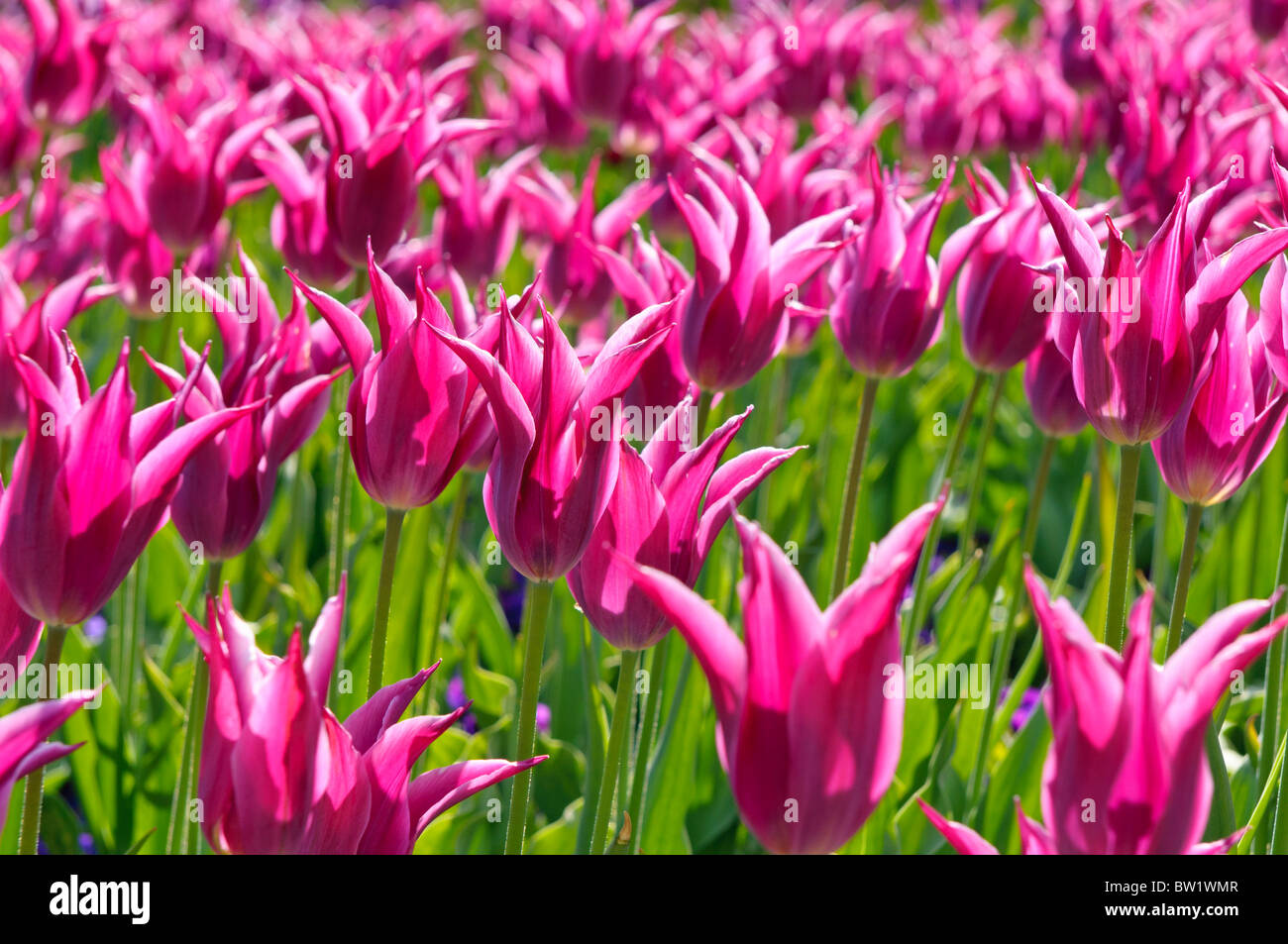 Purple tipped flowers hi-res stock photography and images - Alamy