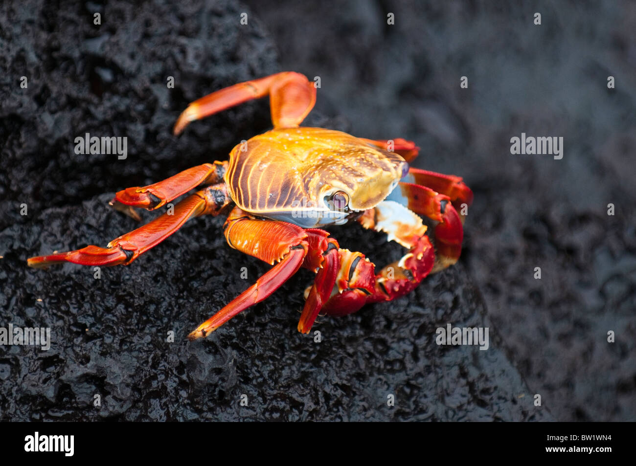 Sally lightfoot crab (Grapsus grapsus), Cormorant Point, Isla Santa ...