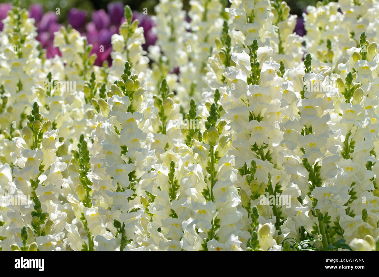 Snapdragons Flowers High Resolution Stock Photography and Images - Alamy