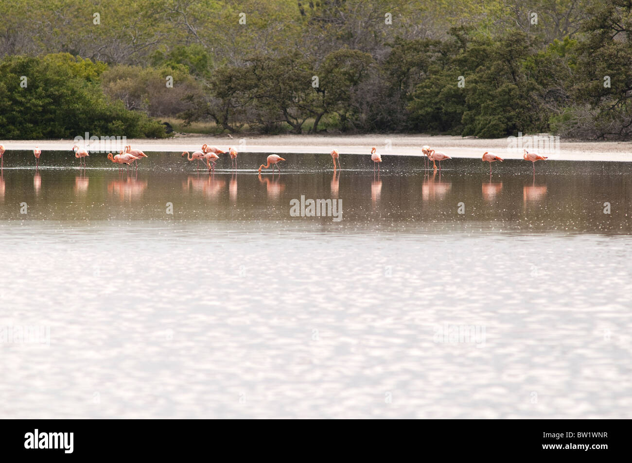 Galapagos Islands, Ecuador. Pink flamingo (Phoenicopterus ruber ...