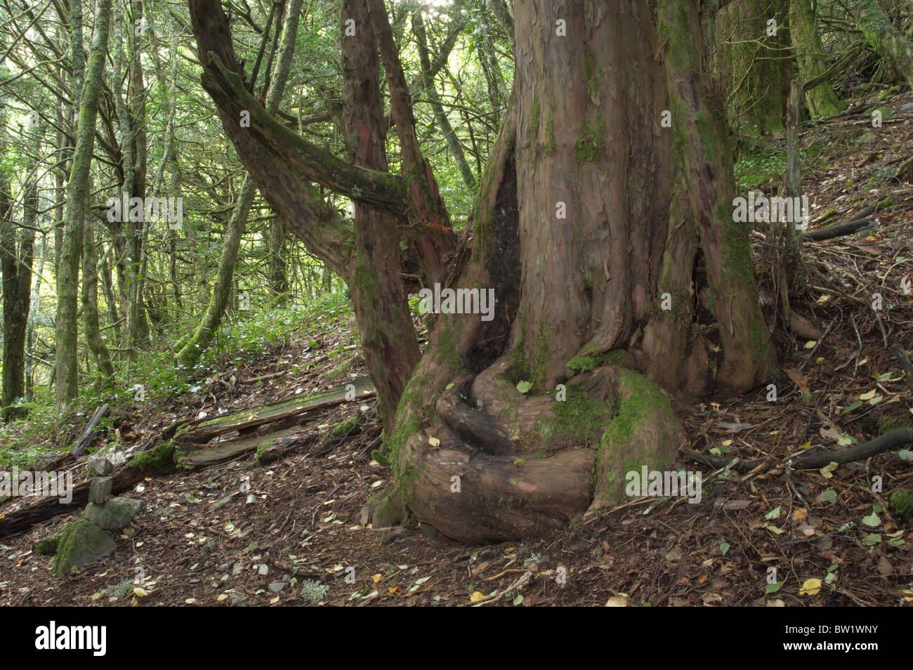 Yew forest (Taxus baccata Stock Photo - Alamy