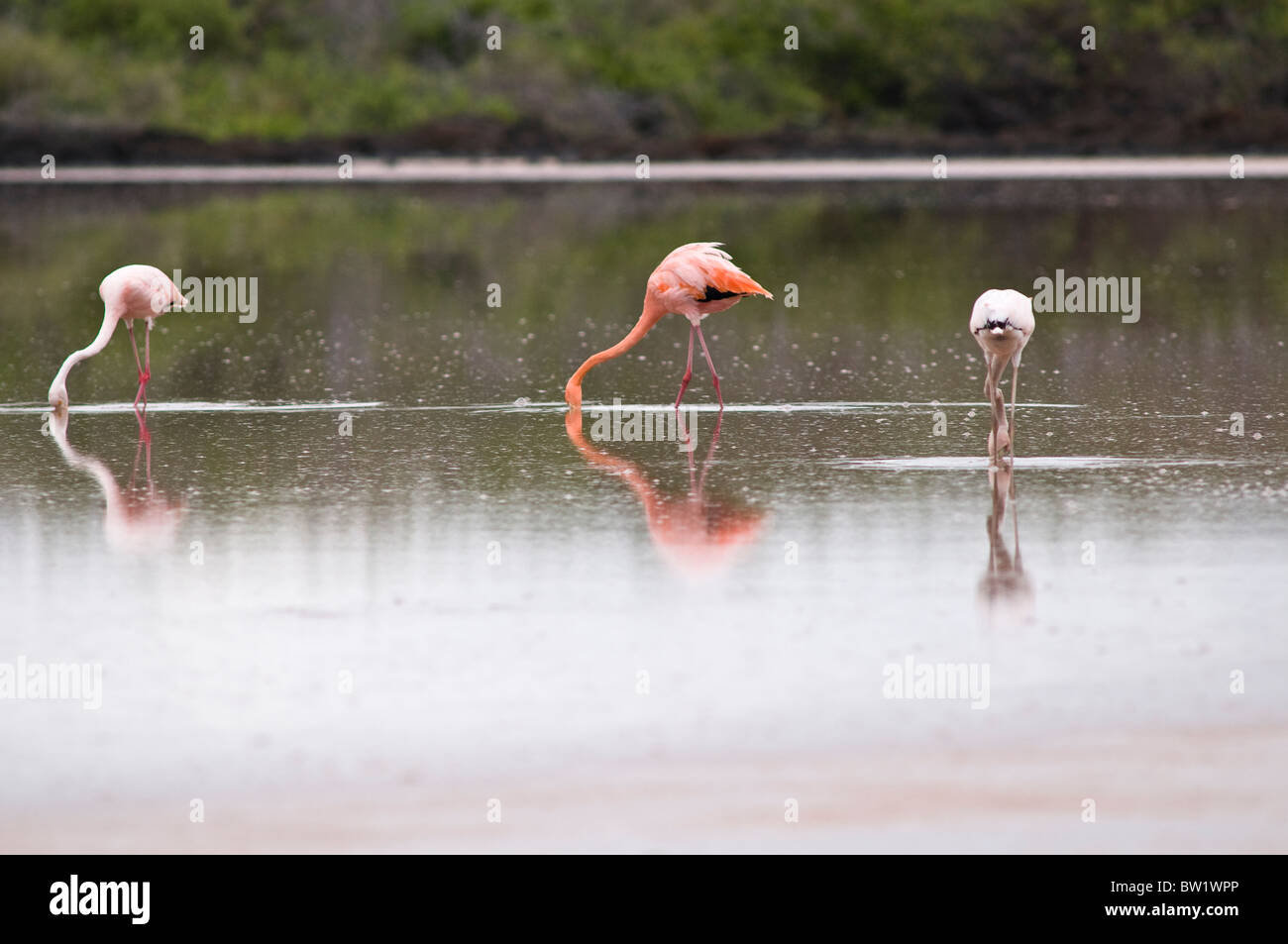Galapagos Islands, Ecuador. Pink flamingo (Phoenicopterus ruber ...