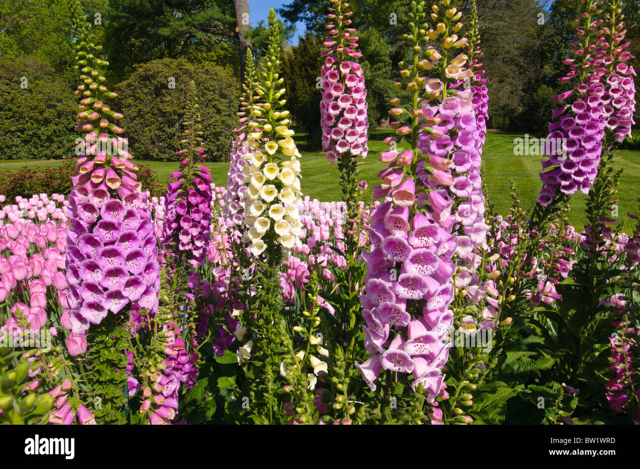 Flowe bed hi-res stock photography and images - Alamy
