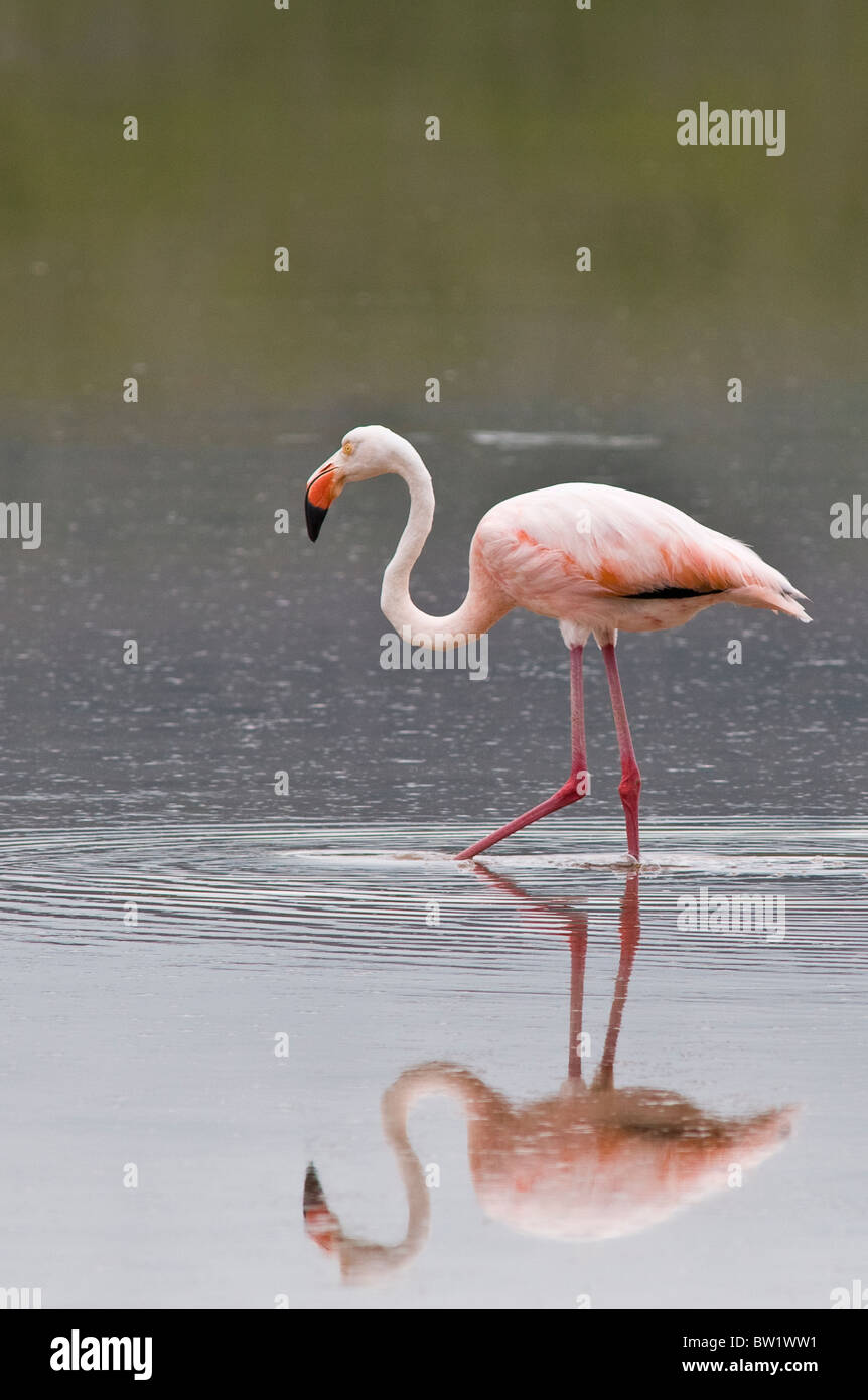 Galapagos Islands, Ecuador. Pink flamingo (Phoenicopterus ruber ...
