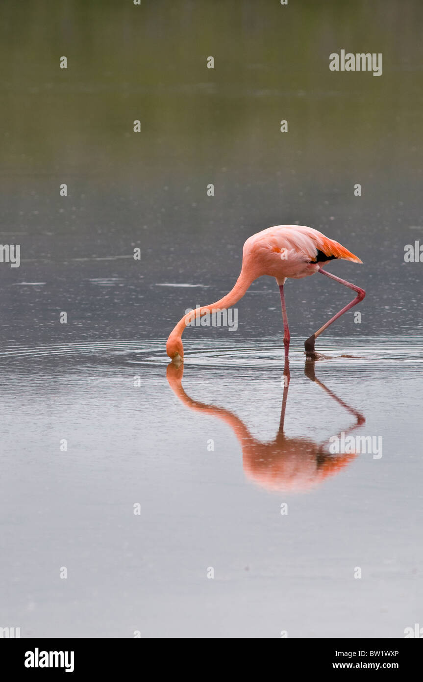 Galapagos Islands, Ecuador. Pink flamingo (Phoenicopterus ruber ...