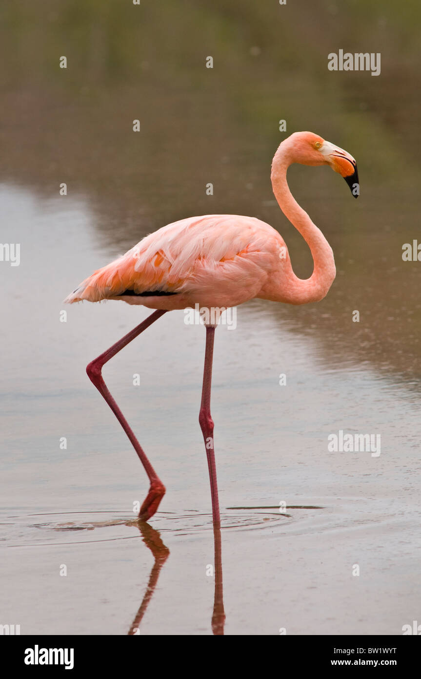 Galapagos Islands, Ecuador. Pink flamingo (Phoenicopterus ruber ...