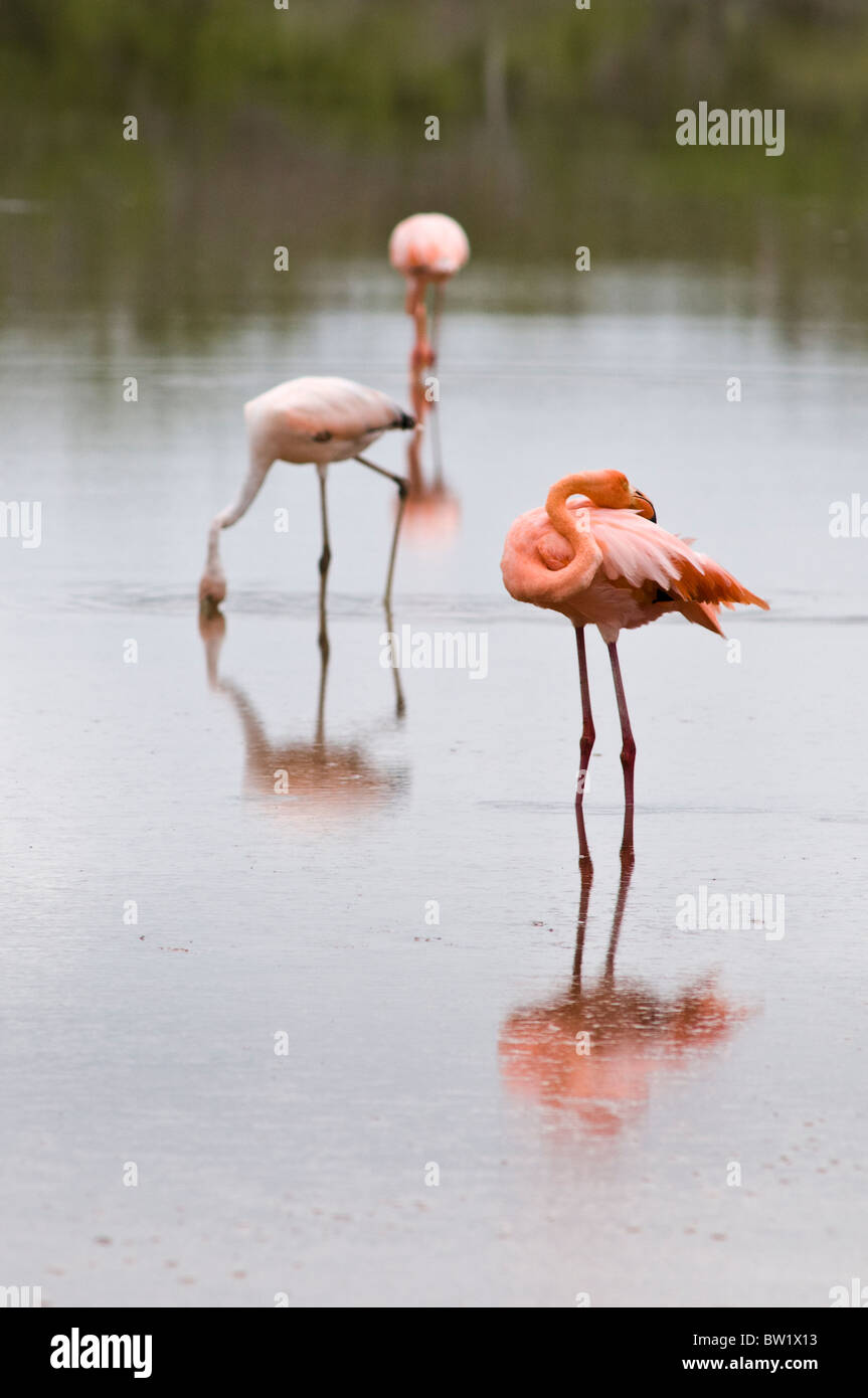 Galapagos Islands, Ecuador. Pink flamingo (Phoenicopterus ruber ...