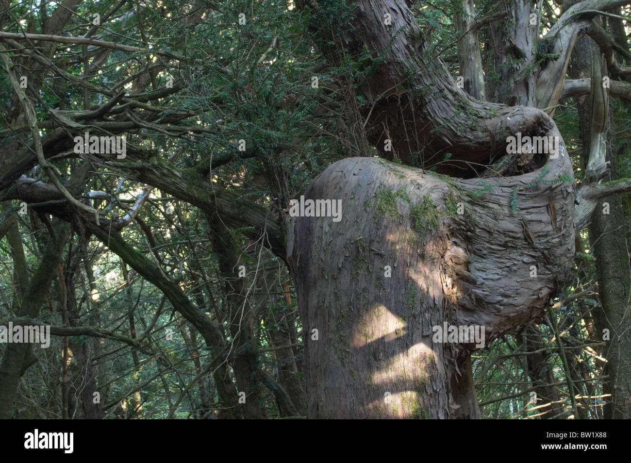 Yew forest (Taxus baccata Stock Photo - Alamy