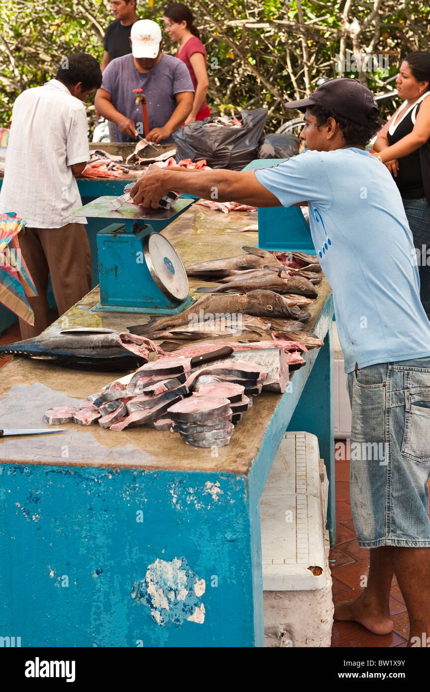 Galapagos Islands, Ecuador. Fish market, Puerto Ayora, Isla Santa Cruz ...