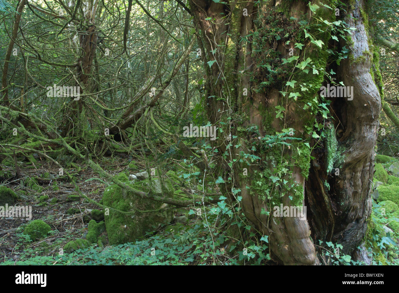 Yew forest hi-res stock photography and images - Alamy