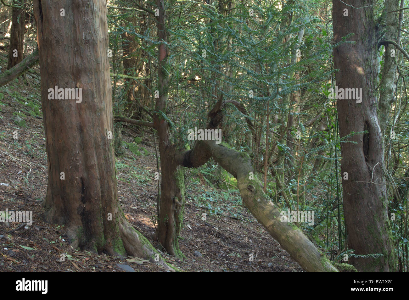Yew forest (Taxus baccata Stock Photo - Alamy