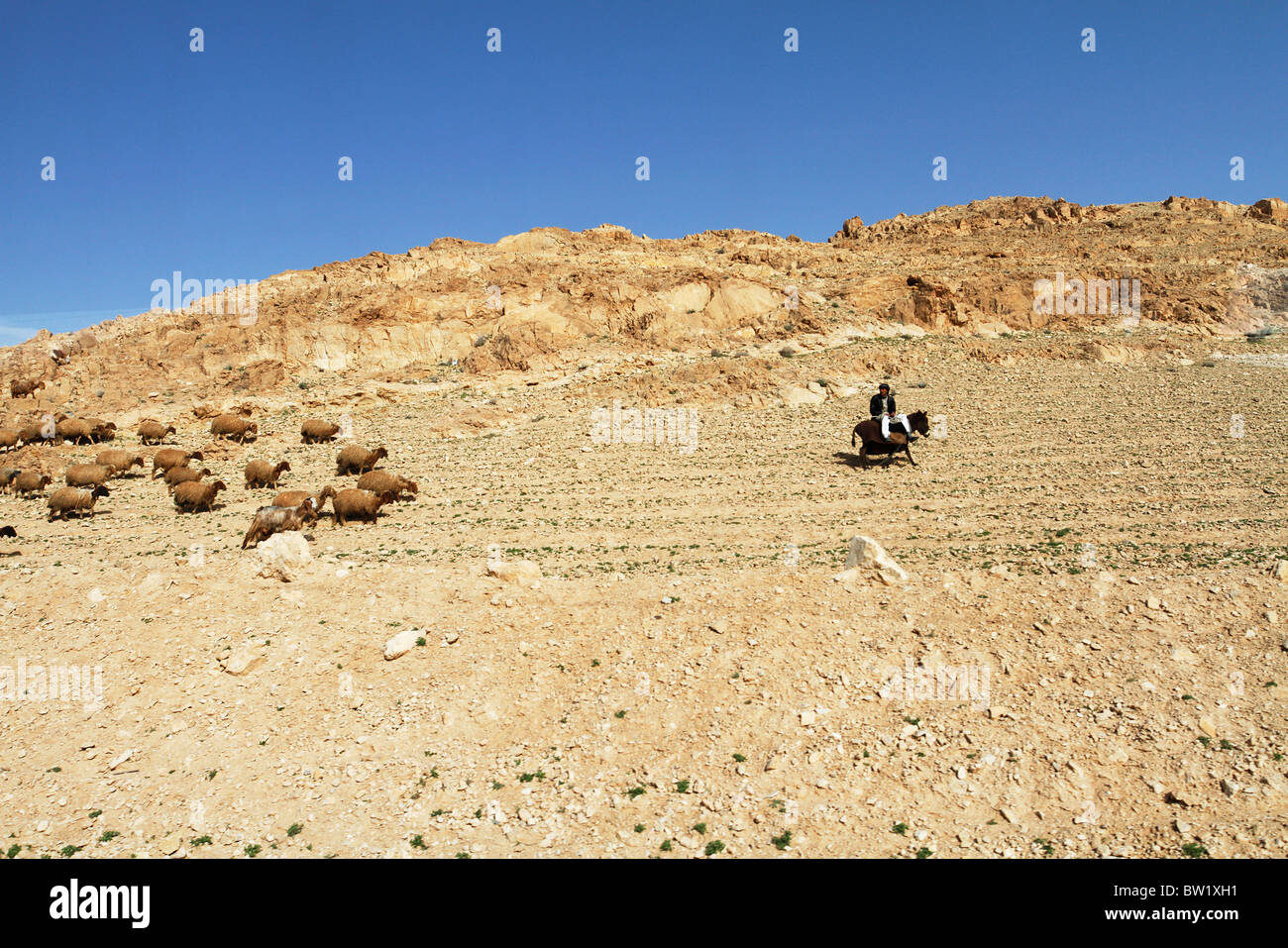Shepherd riding hi-res stock photography and images - Alamy