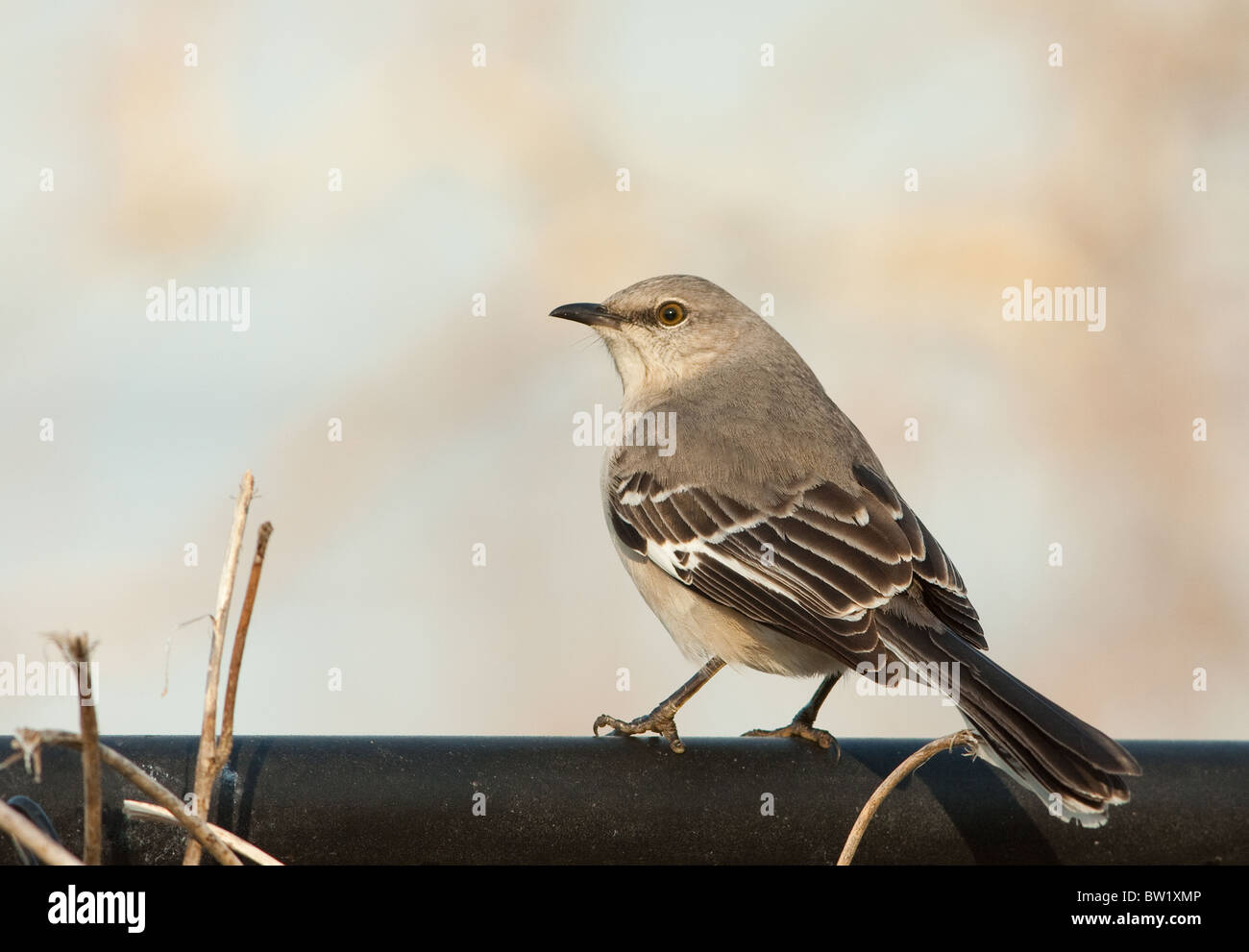northern mockingbird Mimus polyglottos Stock Photo - Alamy