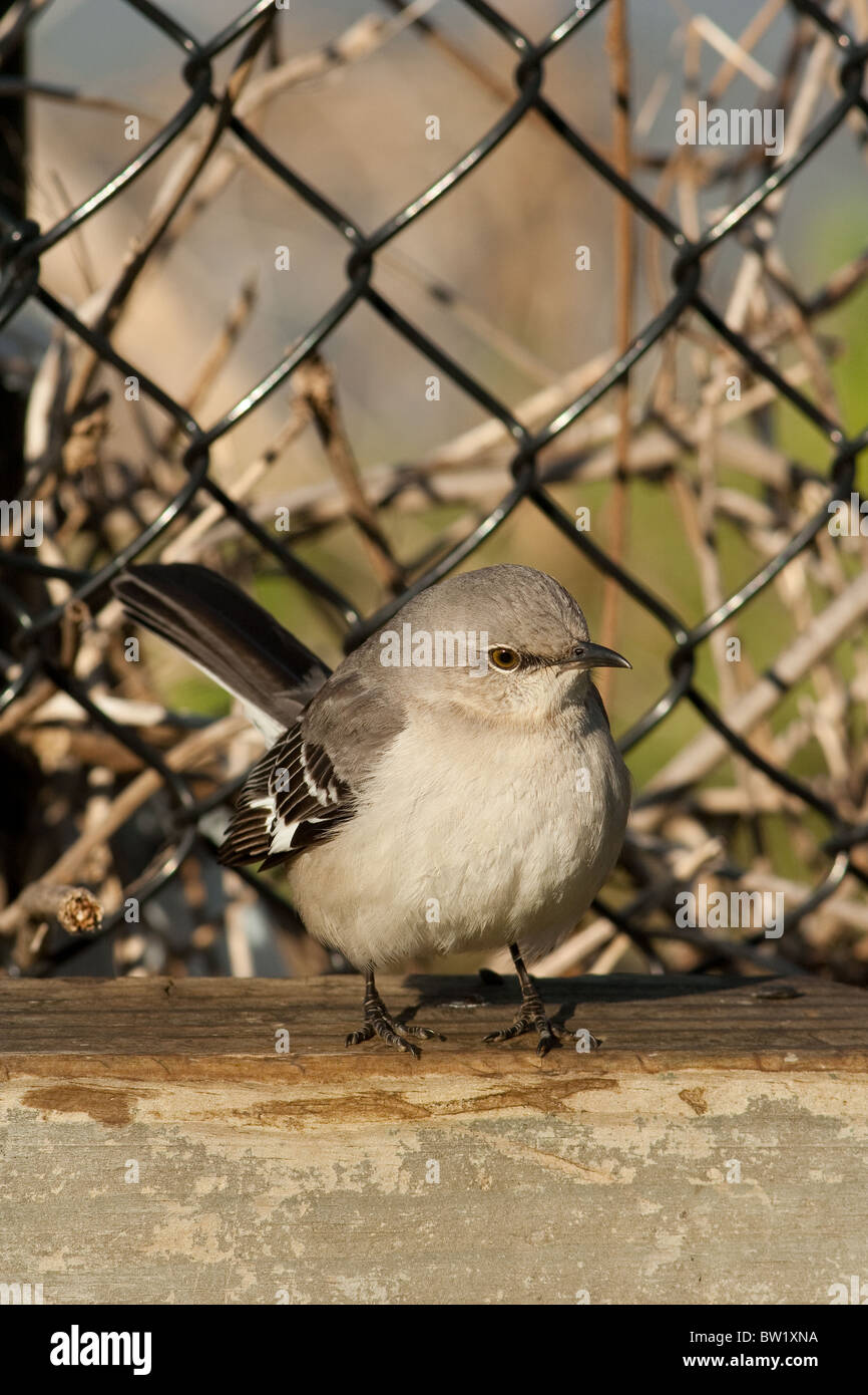Mockingbird mocking bird hi-res stock photography and images - Alamy
