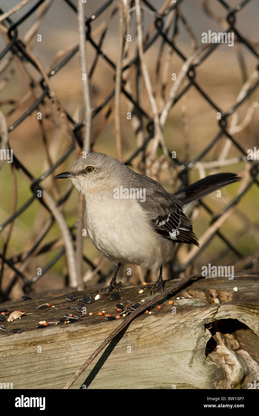 northern mockingbird Mimus polyglottos Stock Photo - Alamy